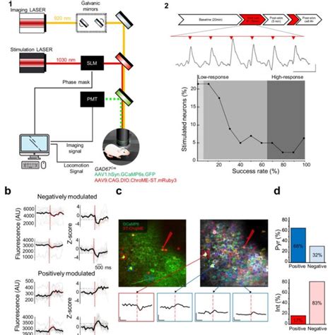 Interneuron And Pyramidal Cell Responses To Single Interneuron Download Scientific Diagram