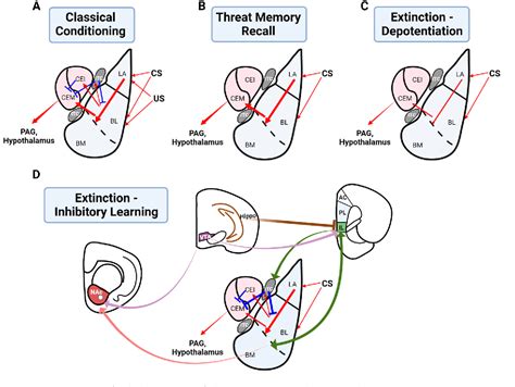 [pdf] The Basolateral Amygdala The Core Of A Network For Threat Conditioning Extinction And
