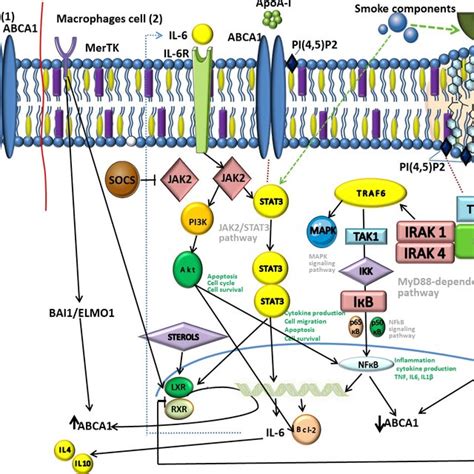Pdf Participation Of Abca1 Transporter In Pathogenesis Of Chronic Obstructive Pulmonary Disease