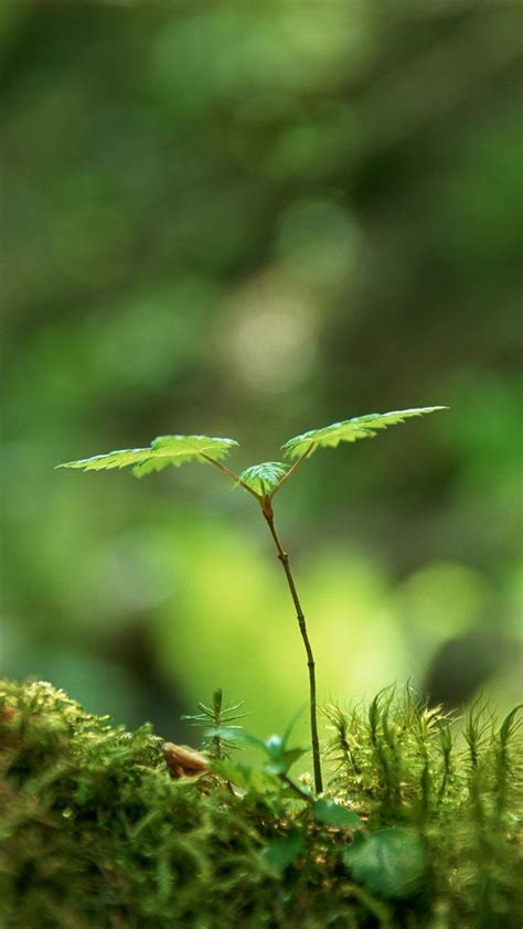 植物篇 綠色植物微距 手機壁紙 每日頭條