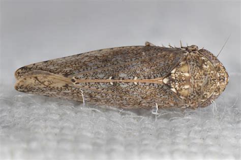 Paraphlepsius Paraphlepsius Irroratus Bugguide Net