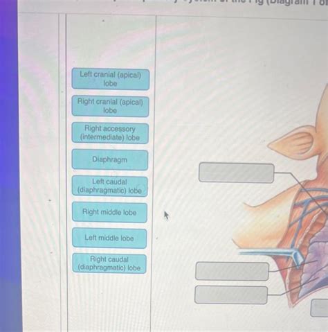 Solved Left Cranial Apical Lobe Right Cranial Apical