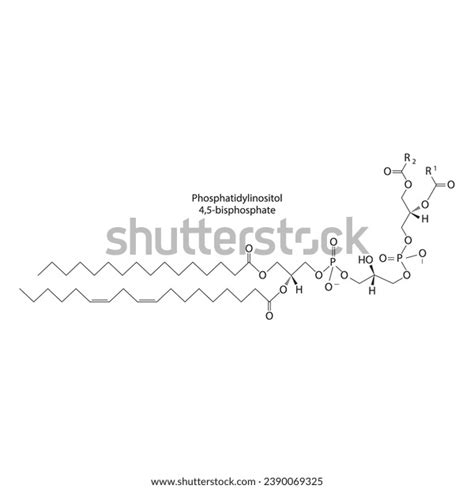 Diagram Showing Schematic Molecular Structure Phosphatidylinositol