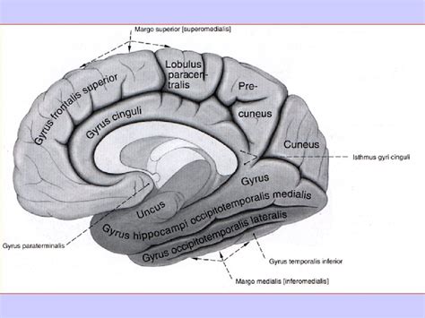 Telencephalic Cortex Nomenclature Paleocortex Archicortex Allocortex Telencephalic Cortex Nomenclature Paleocortex Archicortex Allocortex