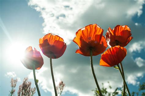 Images Gratuites La Nature Fleur Ciel Lumière Du Soleil Pétale Floraison Macro Flore
