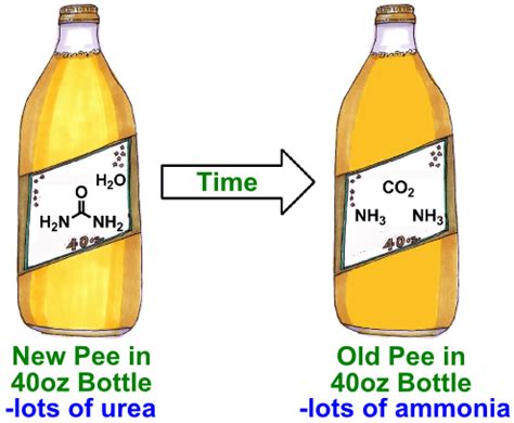 Urine Leakage Smells Like Ammonia