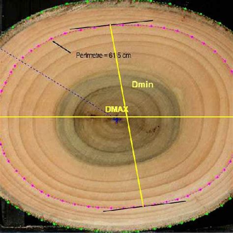 PDF Diameter Versus Girth Which Variable Provides The Best Estimate Of The Cross Sectional Area