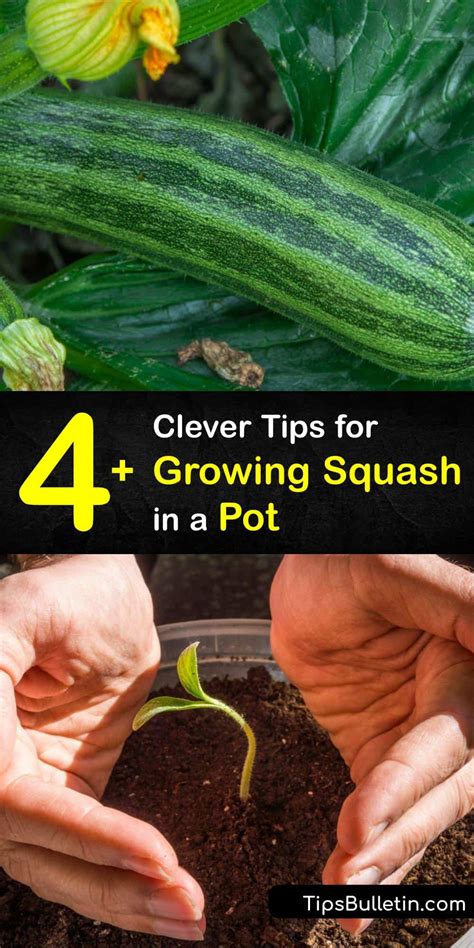 Container Grown Squash Quick Tips For Planting Squash In A Pot