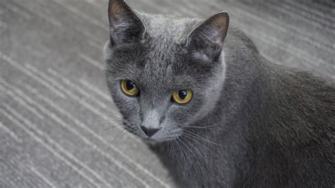 Cat A Brooks Cute Kitten Meow Free Image From