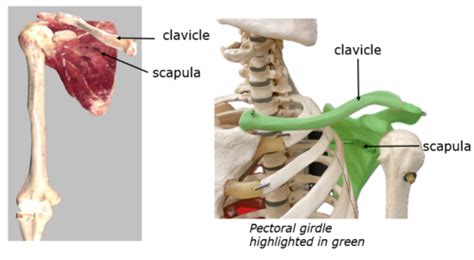 A P Lab Practical Flashcards Quizlet