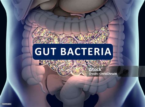 창 자가 박테리아 창 자 식물 미생물입니다 작은 창 자 개념 표현 안에 박테리아 3d 그림입니다 장내 세균총에 대한 스톡 사진 및 기타 이미지 Istock