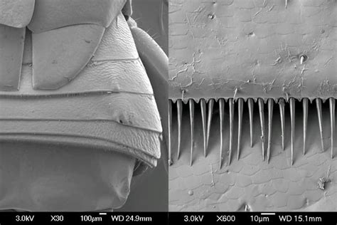 Using Magnification Tools — Science Learning Hub