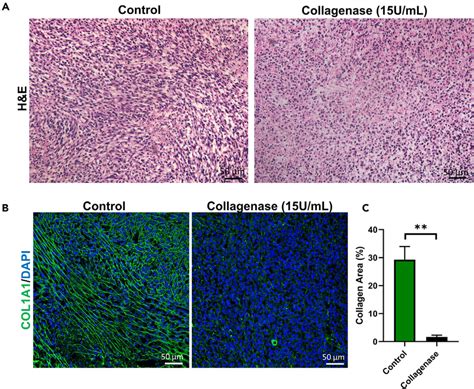 Experimental Approaches Analysis Of The Extracellular Matrix Download Scientific Diagram