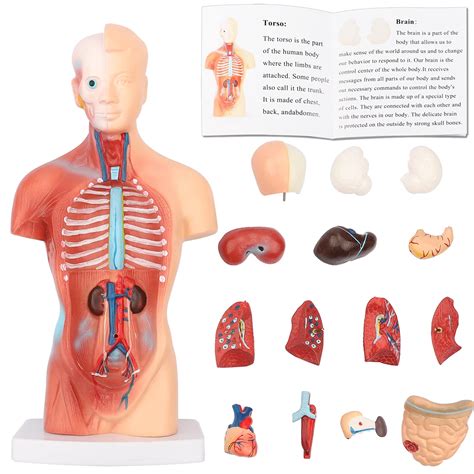 Human Body Model Torso Anatomy Doll 15 Removable Parts Skeleton Visceral Brain With Detailed