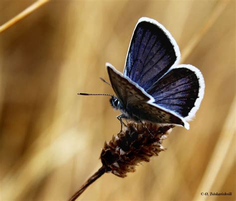 სიცოცხლის ამბავი Tbilisi