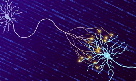 Upgrading Brain Storage Quantifying How Much Information Our Synapses