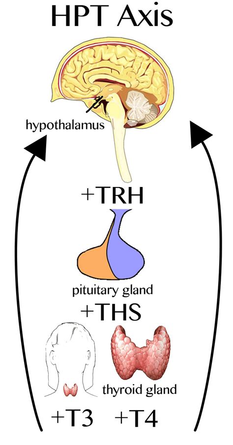 Hypothalamic — Pituitary — Thyroid Axis Maitland Chiropractor The Bolick Clinic Of