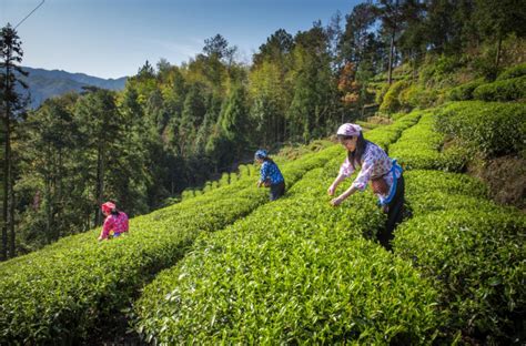 柘荣楮坪乡：这里的春茶开采啦！新宁德