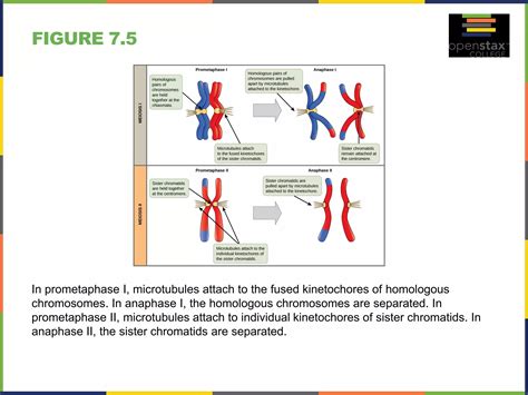 Open Stax Biologynonmajors Ch07 Pdf Biological Sciences Science