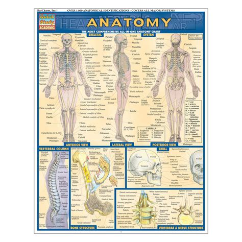 Quickstudy Laminated Reference Guides Anatomy School Nurse Supply