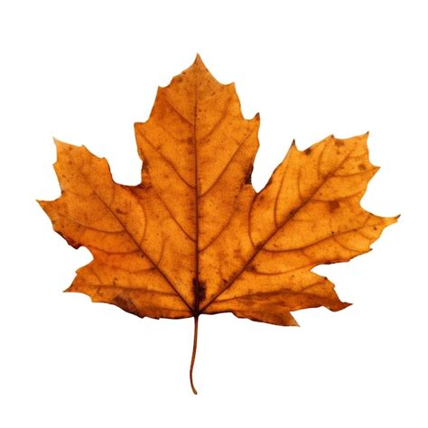 Sycamore Tree Leaf Psd High Quality Free Psd Templates For Download