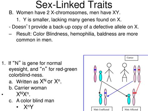 Ppt Patterns Of Heredity Powerpoint Presentation Free Download Id