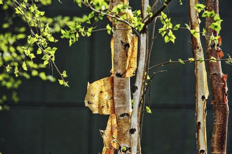 Peeling Tree Bark Why Is Bark Peeling Off My Tree Gardening Know How