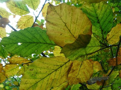 Crafty Green Poet Autumnal Colour In Colinton Dell