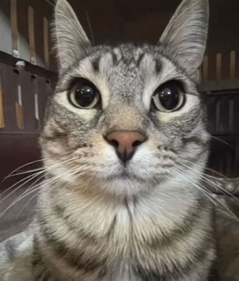 new fileless attack using dns queries to carry out powershell commands artofit