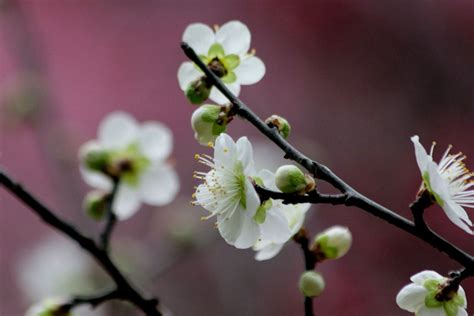 春告げ花 GANREF