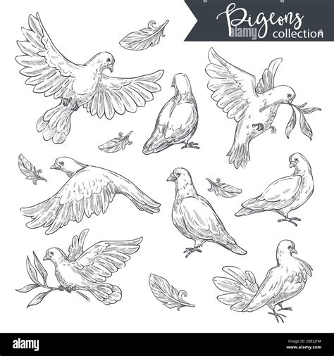 Sitting Doves Drawing 2 229 Dove Sitting Stock Vectors And Vector Art