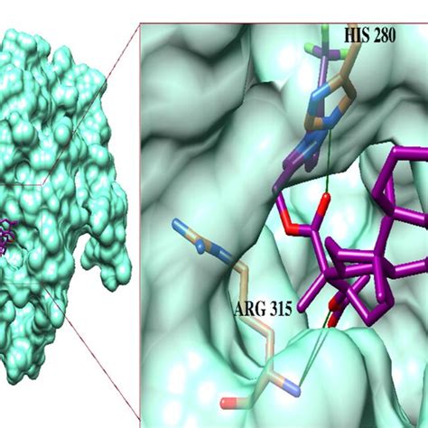 The Binding Mode Of The Most Active Compound 6f Shown In The Purple Download Scientific