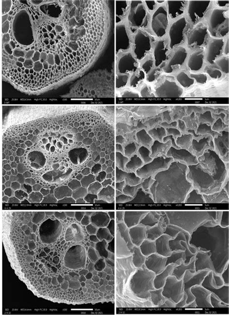 Rice Plants And Enzymes Scanning Electron Microscope Images