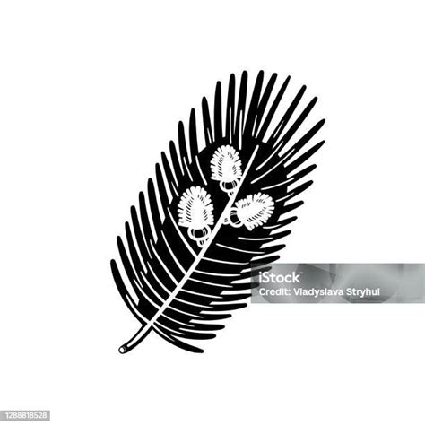 콘이 거의 없는 수분이 많은 가지 크리스마스 식물 로고 흑백 디자인 라인 아트 잉크 벡터 그림입니다 흰색 배경에 격리 0명에 대한 스톡 벡터 아트 및 기타 이미지 Istock