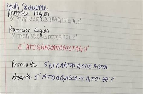 Solved Identify The Correct DNA Sequence To Transcribe Based Chegg