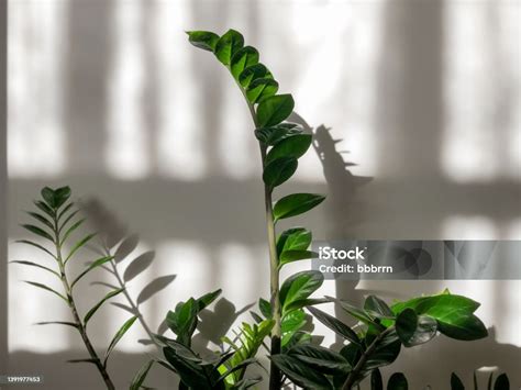 거실의 태양 빛에 의한 창 반사가있는 흰색 벽에 대한 녹색 집 식물 0명에 대한 스톡 사진 및 기타 이미지 0명 실내 제라늄 Istock