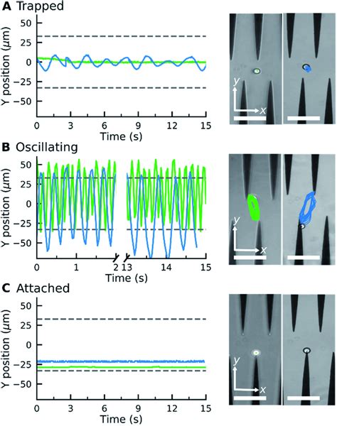 Microparticle Classification Into Three Patterns Of Motion Based On Download Scientific Diagram