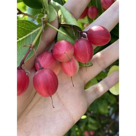 มะม่วงหาว มะนาวโห่ เก็บสดนะคะ ผลไม้บ้านปลอดสาร ครึ่งโล Umawansakda Thaipick