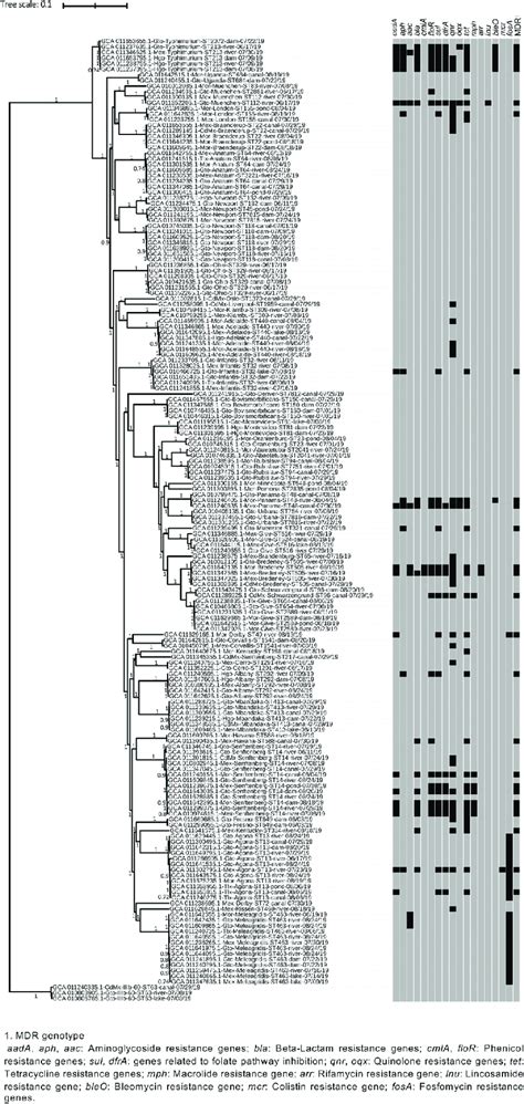 Ml Tree Based On Single Nucleotide Polymorphism Snp Analysis Of 172 Download Scientific