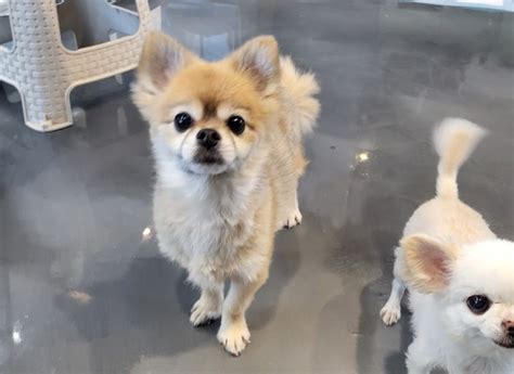 포메라니안 믹스미니 강아지책임분양 강아지분양 고양이분양 컴투펫 시츄 셔틀랜드쉽독 말티푸 미니핀 치와와 요크셔테리어