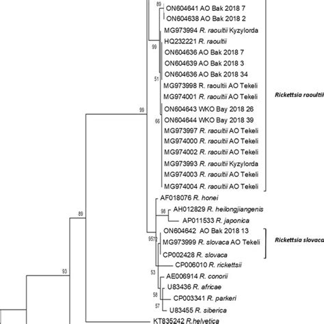 maximum likelihood phylogenetic tree based on 68 partial ompaiv dna