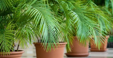 These 9 Palm Trees Grow Surprisingly Well In Pots In Florida