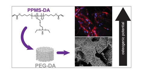Enhanced Osteogenic Potential Of Phosphonated Siloxane Hydrogel Scaffolds Biomacromolecules