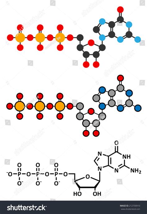 Guanosine Triphosphate Gtp Rna Building Block Stock Vector Royalty