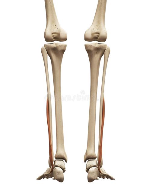 The Abductor Brevis Stock Illustration Illustration Of Skeleton 45575427