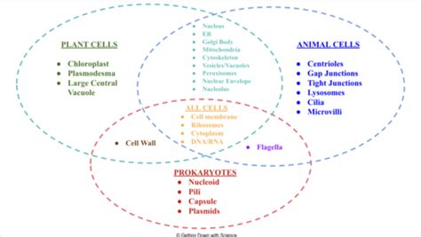 Cell Structure Function Flashcards Quizlet