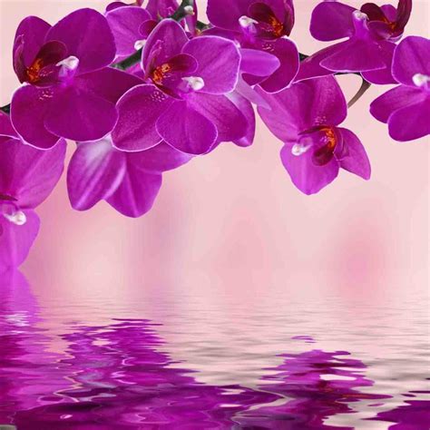 Pink Orchid Wallpapers Top Free Pink Orchid Backgrounds Wallpaperaccess