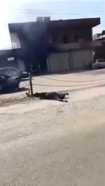 Nuevas Imágenes Documentan Las Brutales Matanzas De Civiles Alauitas