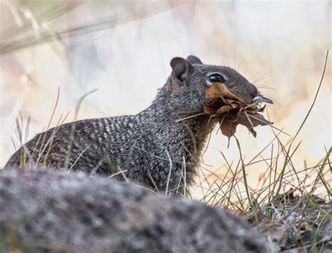 The Secrets Of Squirrel Dentition North American Nature