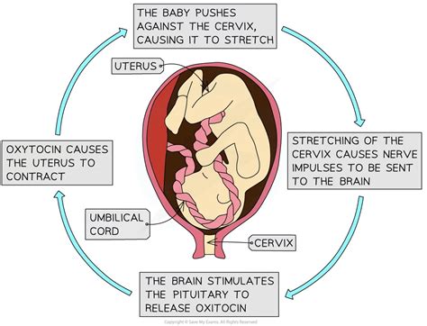 Positive Feedback Loop Examples